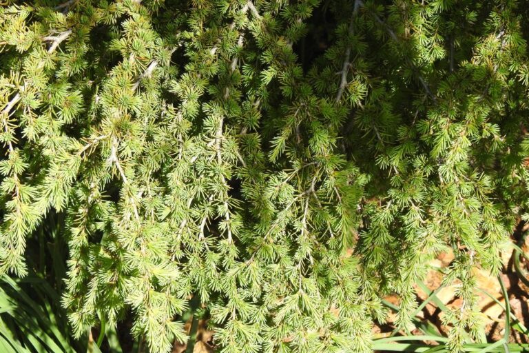 The Cedar Forests: Ancient Wonders of Morocco's Atlas Mountains